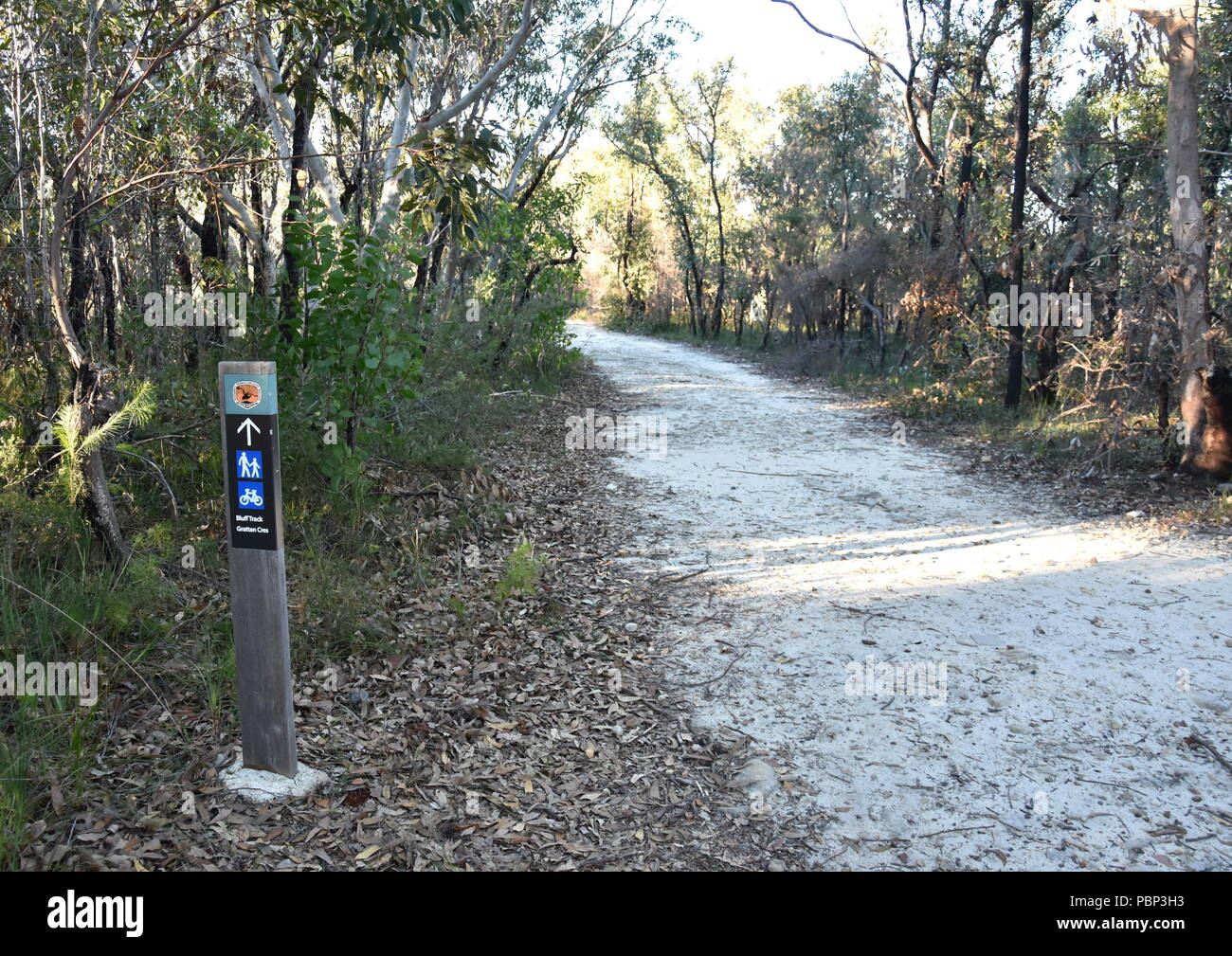 Bushwalking track through native forest in Garigal National Park Stock ...