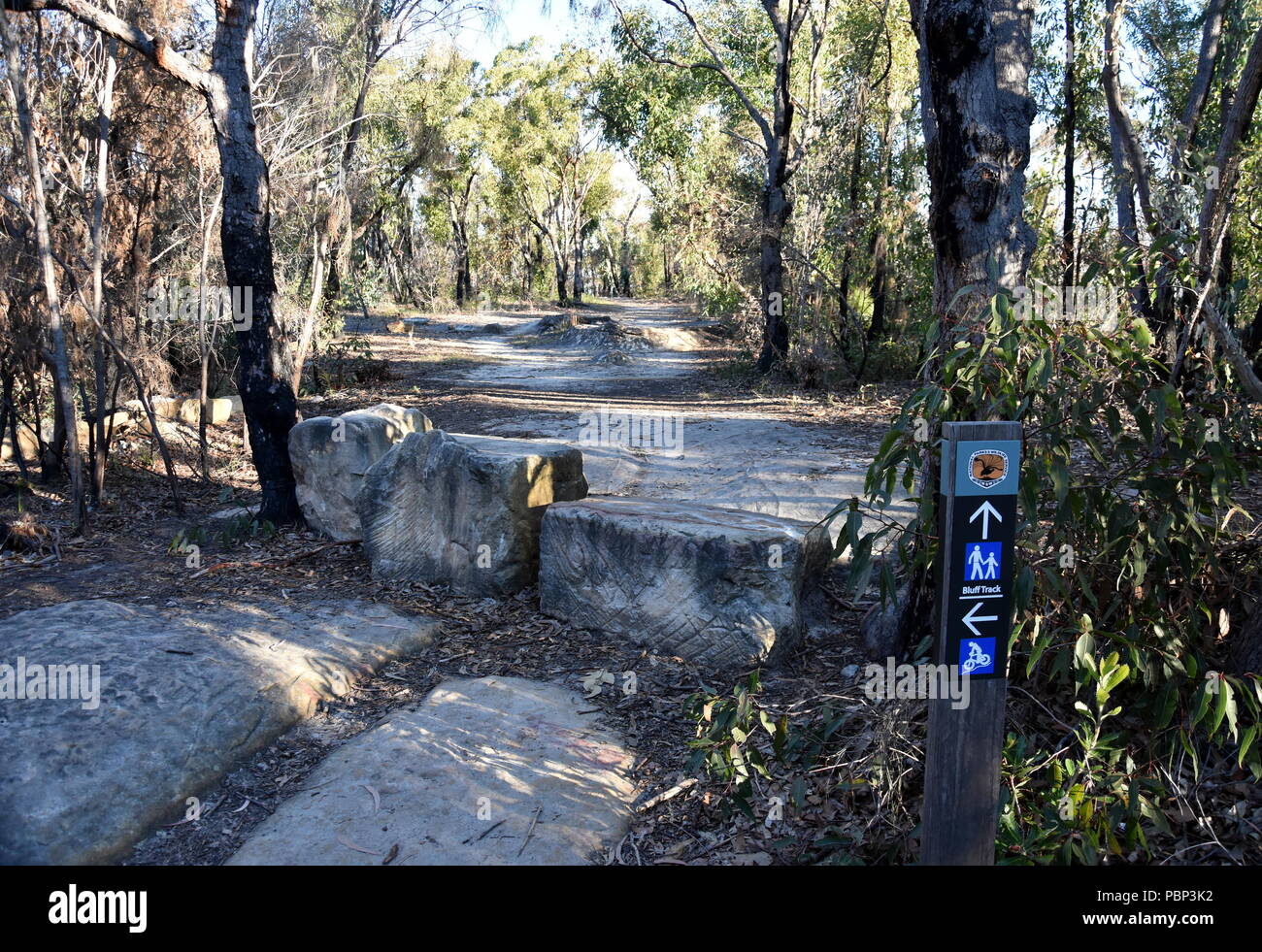 Bushwalking track through native forest in Garigal National Park Stock ...