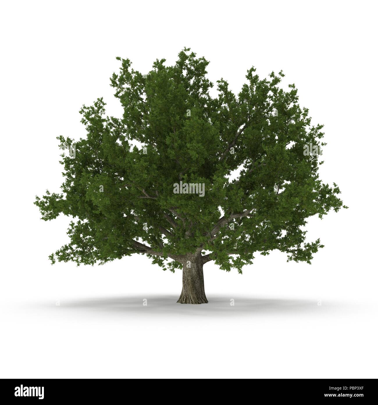 Old Green summer red oak tree isolated on white. 3D illustration Stock ...