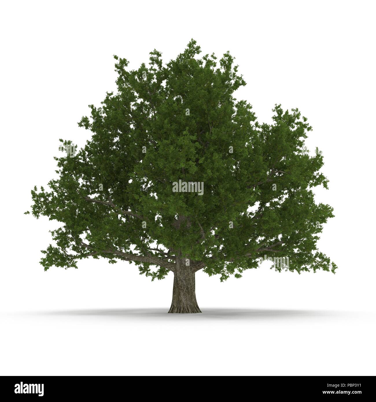 Old Green summer red oak tree isolated on white. 3D illustration Stock ...