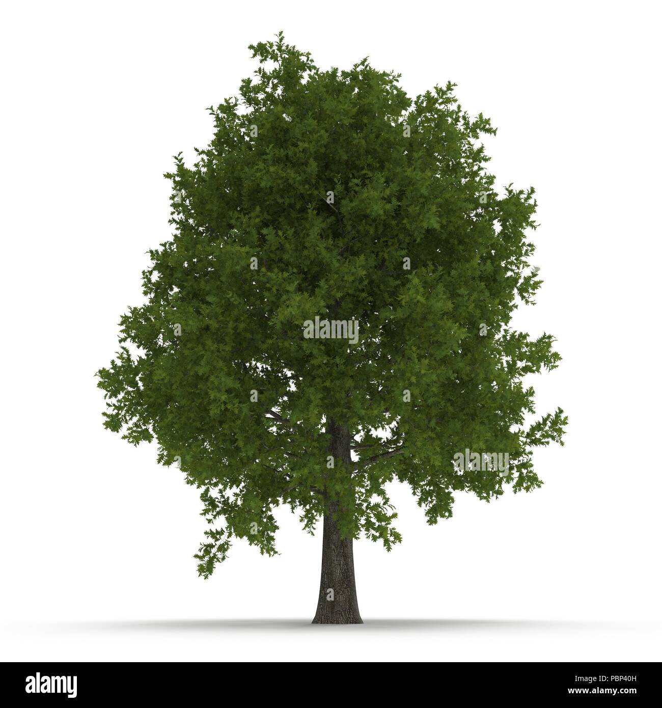 Acer campestre leaf Cut Out Stock Images & Pictures - Alamy