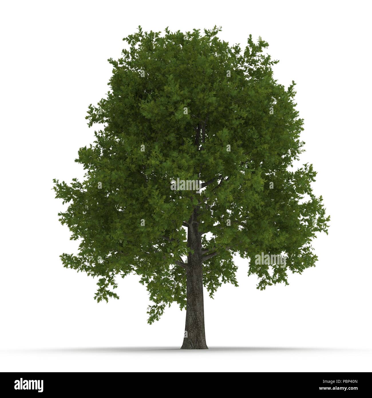 Acer campestre botanical illustration Cut Out Stock Images & Pictures ...