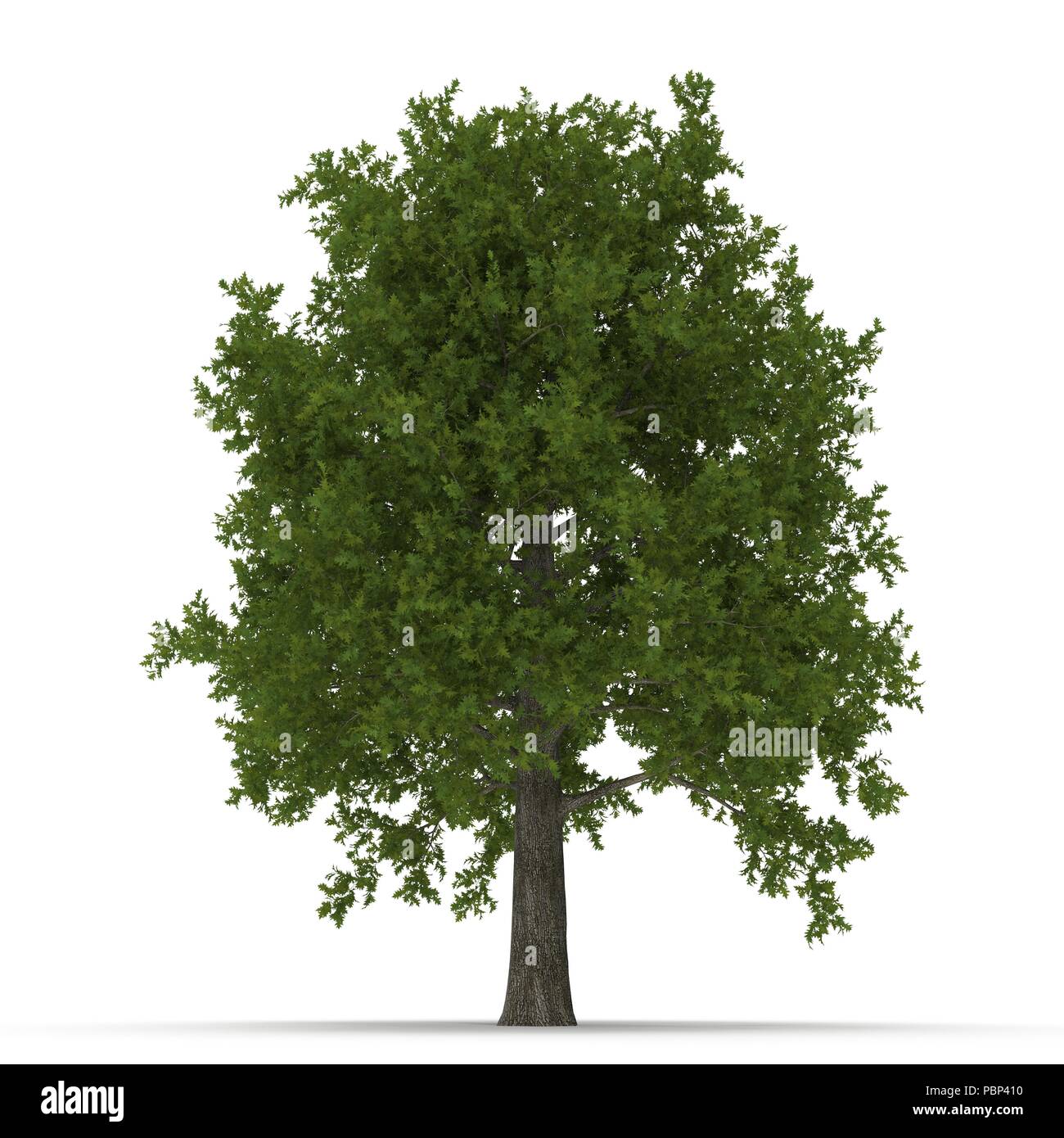 Acer campestre botanical illustration Cut Out Stock Images & Pictures ...