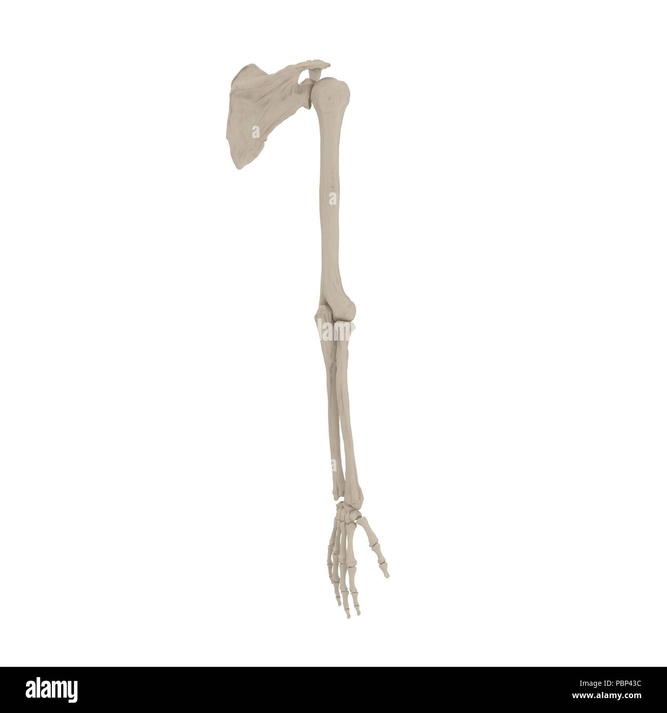 Human Arm Bones on white. 3D illustration Stock Photo - Alamy