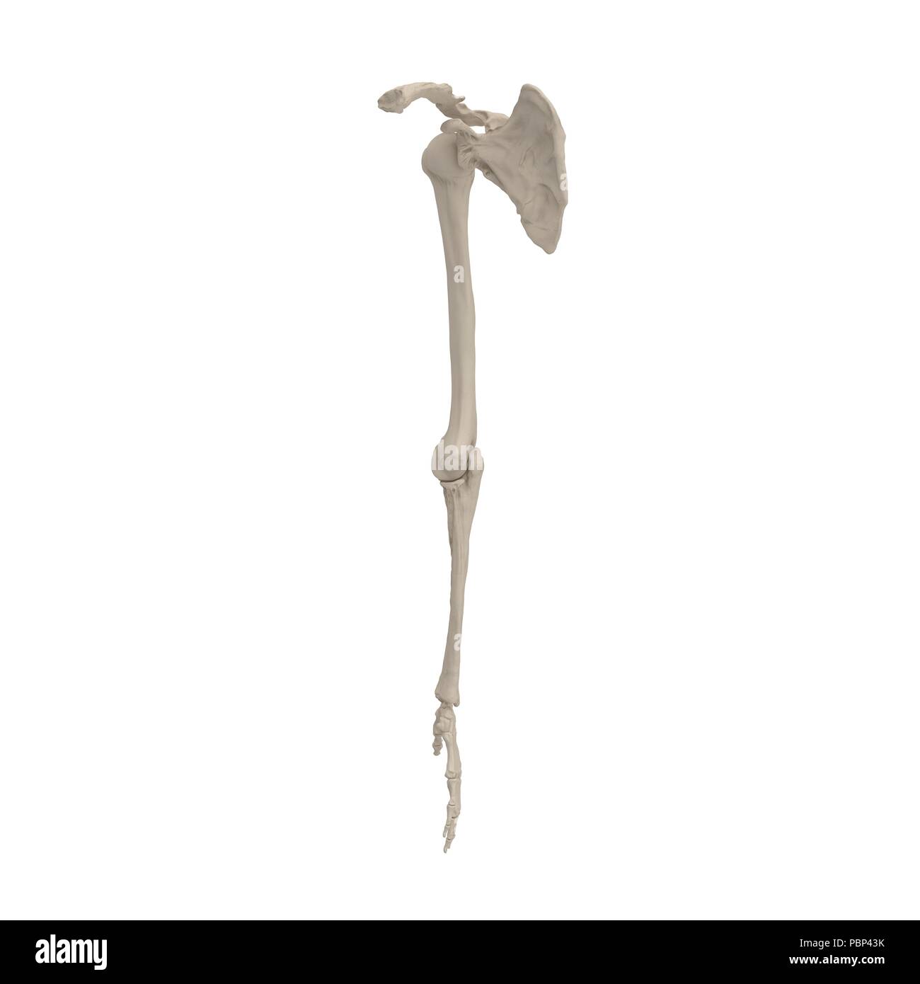 Hand illustration skeleton thumb Cut Out Stock Images & Pictures - Alamy