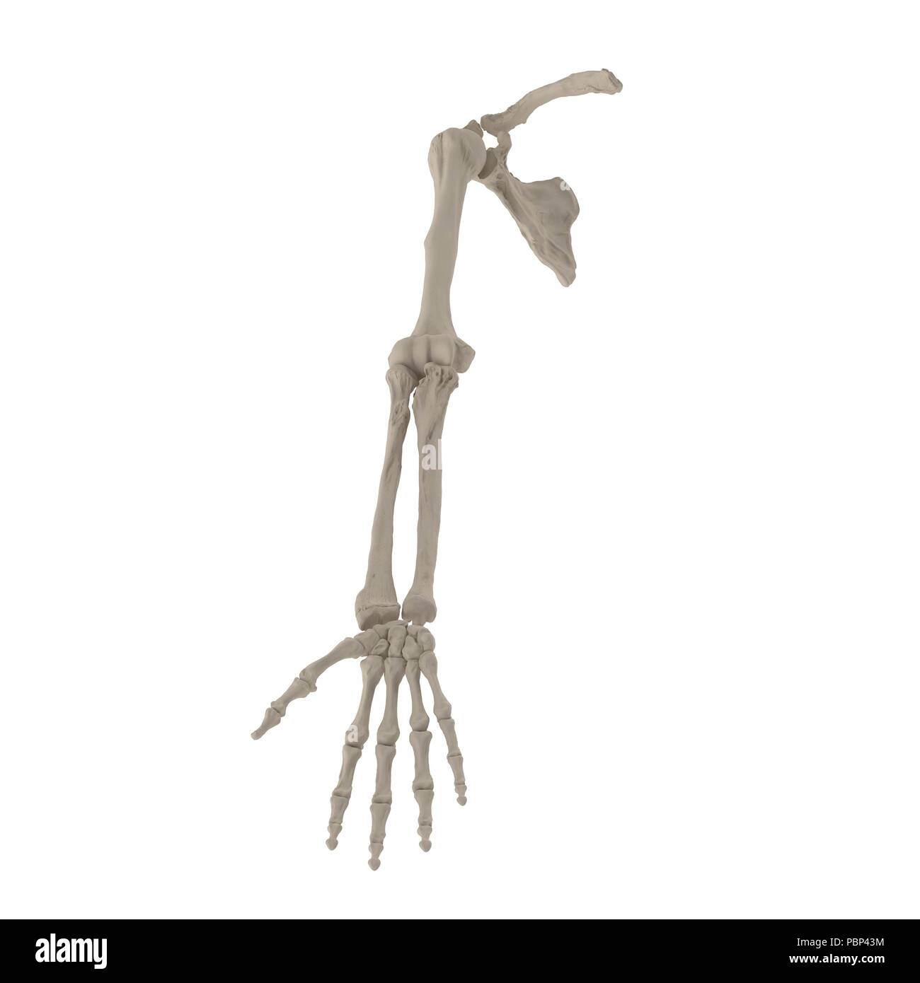 Human Arm Bones on white. 3D illustration Stock Photo - Alamy