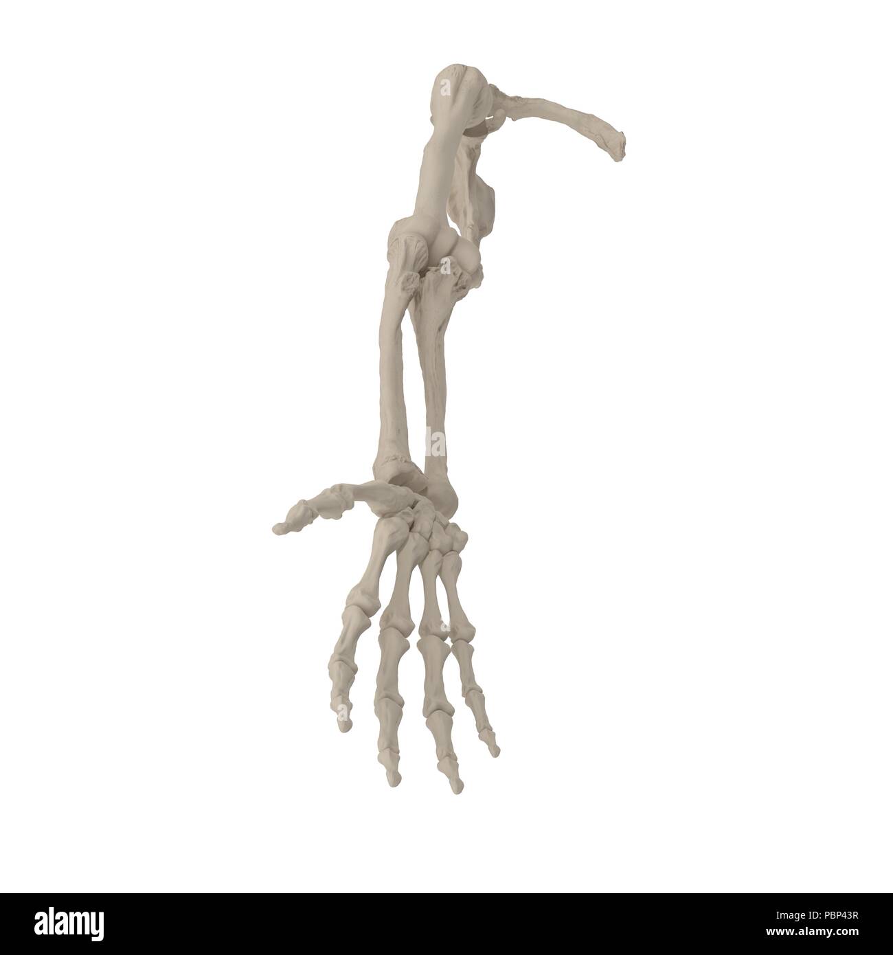 Human Arm Bones on white. 3D illustration Stock Photo - Alamy