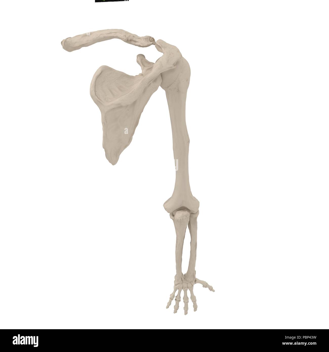 Human Arm Bones on white. 3D illustration Stock Photo - Alamy