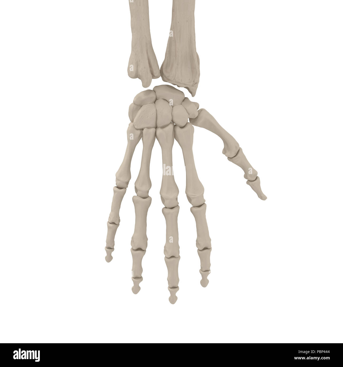 Arm Bones Skeleton