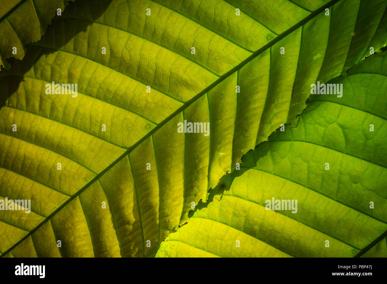 The leaf unique texture and color picture Stock Photo - Alamy