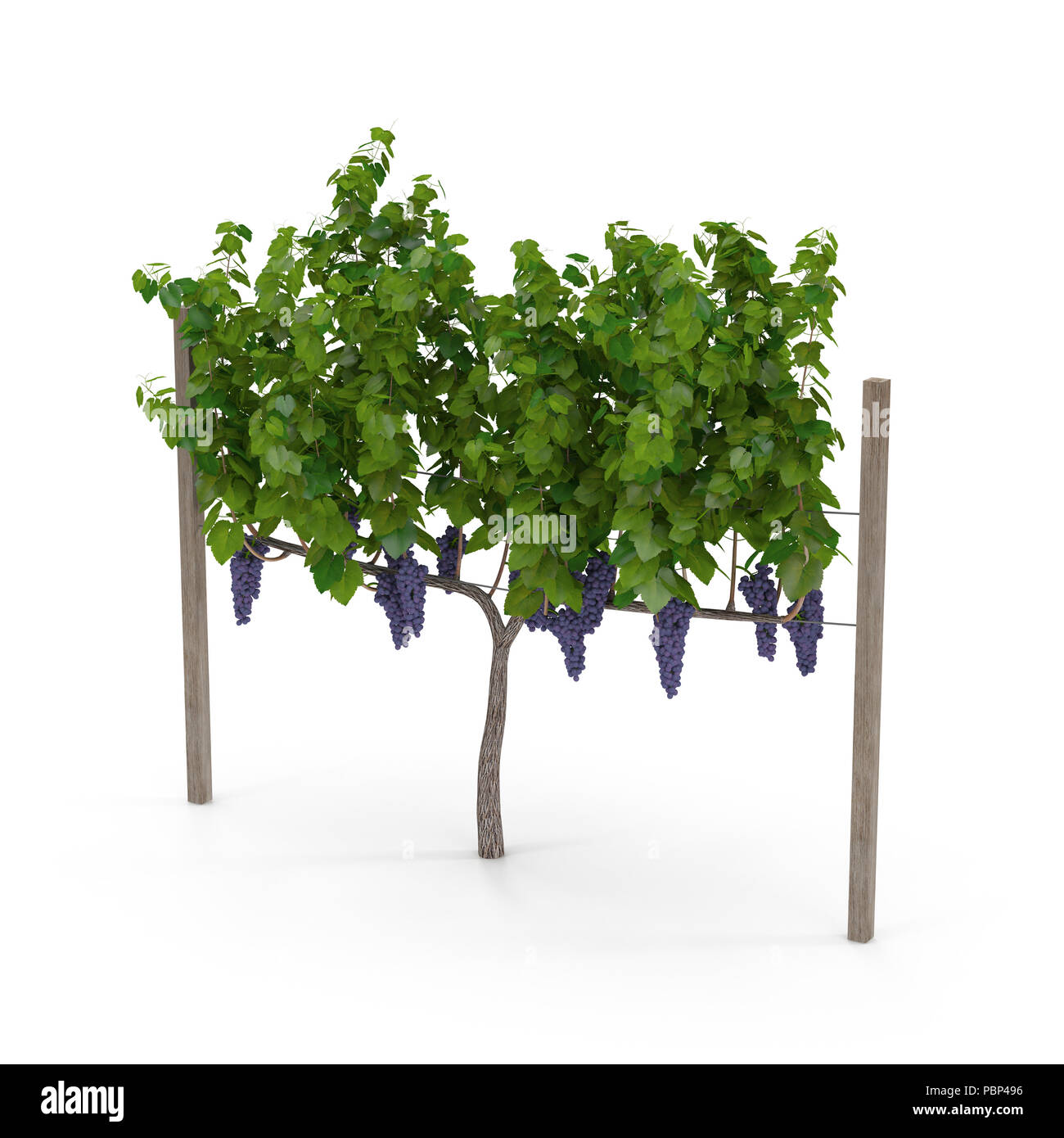 Vine growing landscape Cut Out Stock Images & Pictures - Alamy