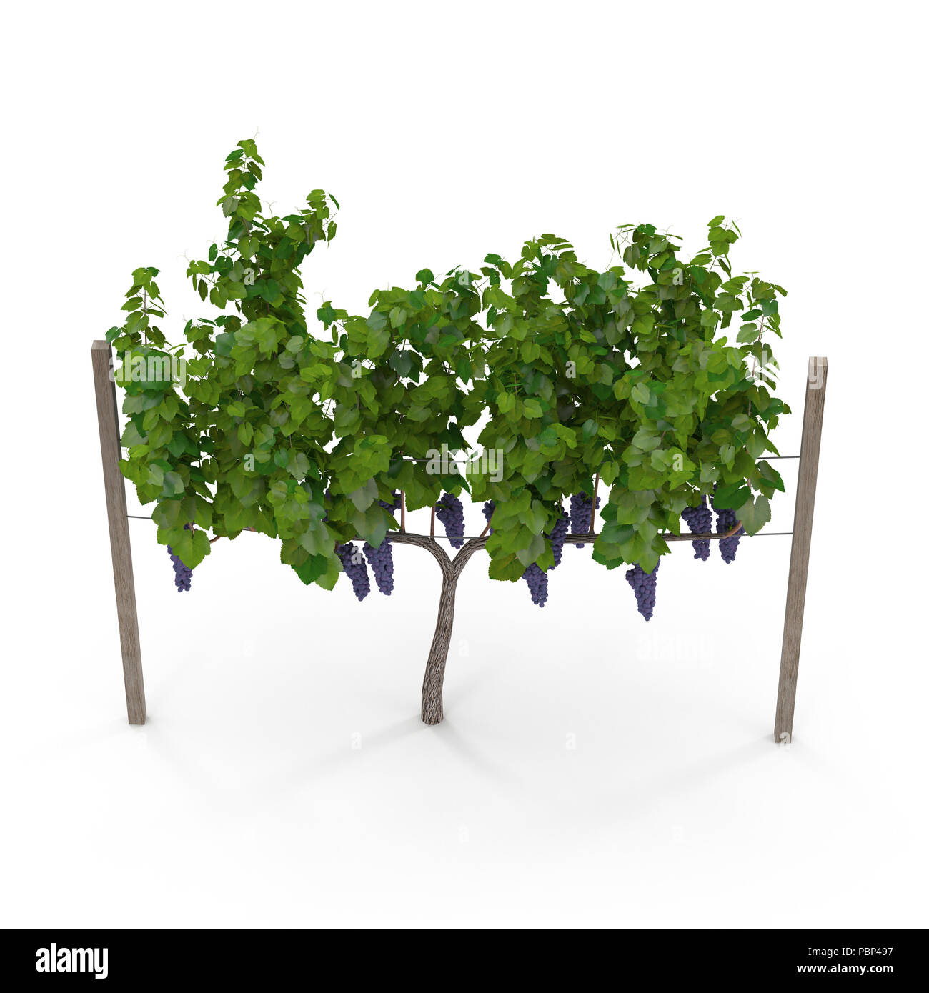 vineyard with ripe grapes on white. 3D illustration Stock Photo - Alamy