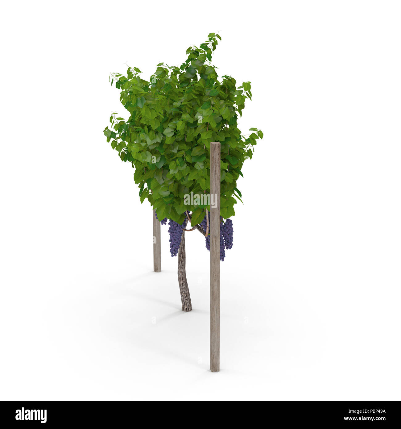 Outdoor vine Cut Out Stock Images & Pictures - Alamy
