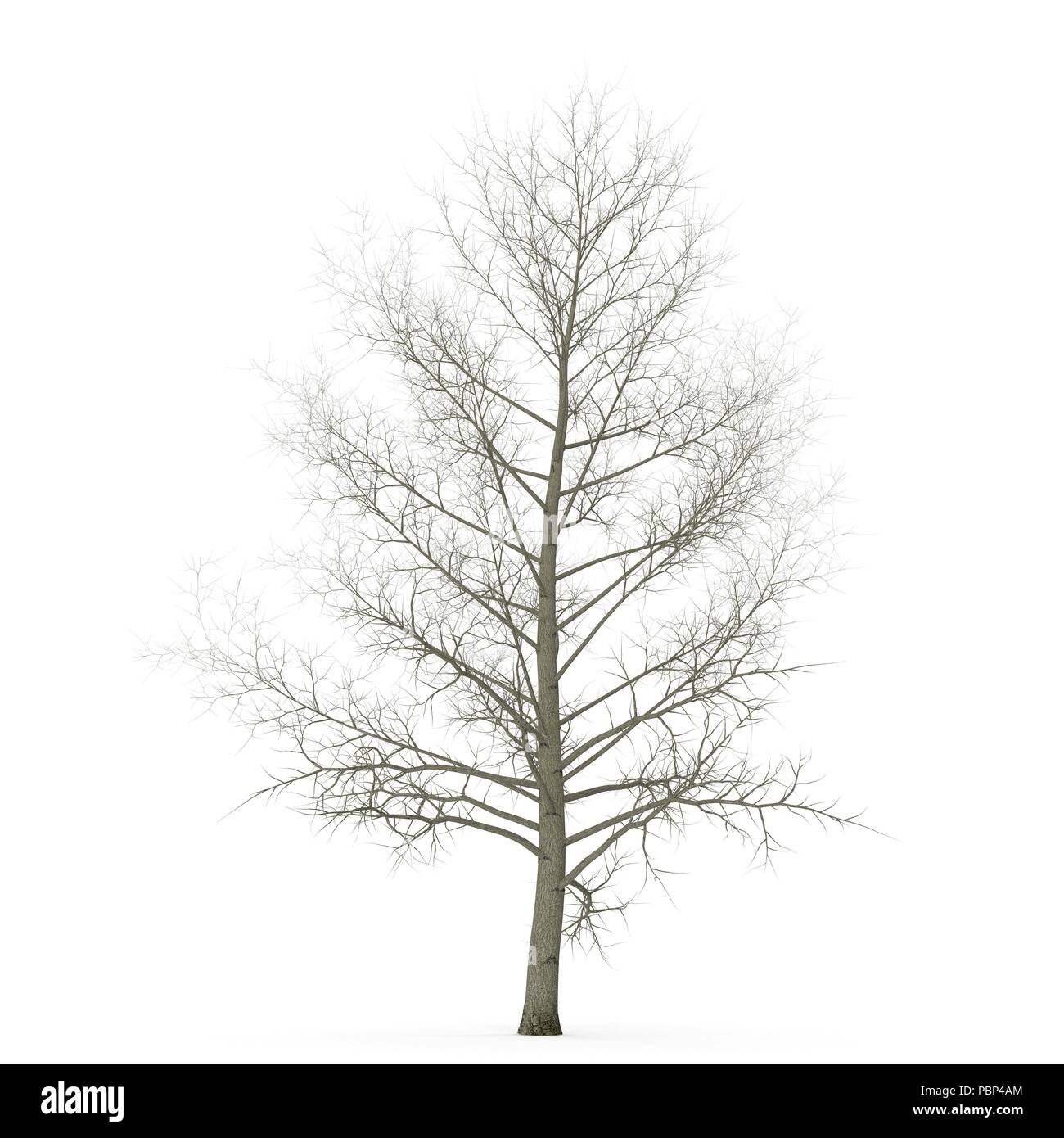 large poplar tree without leaves. Isolated over white. 3D illustration ...