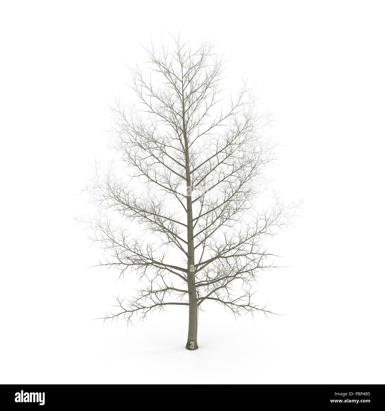 large poplar tree without leaves. Isolated over white. 3D illustration ...