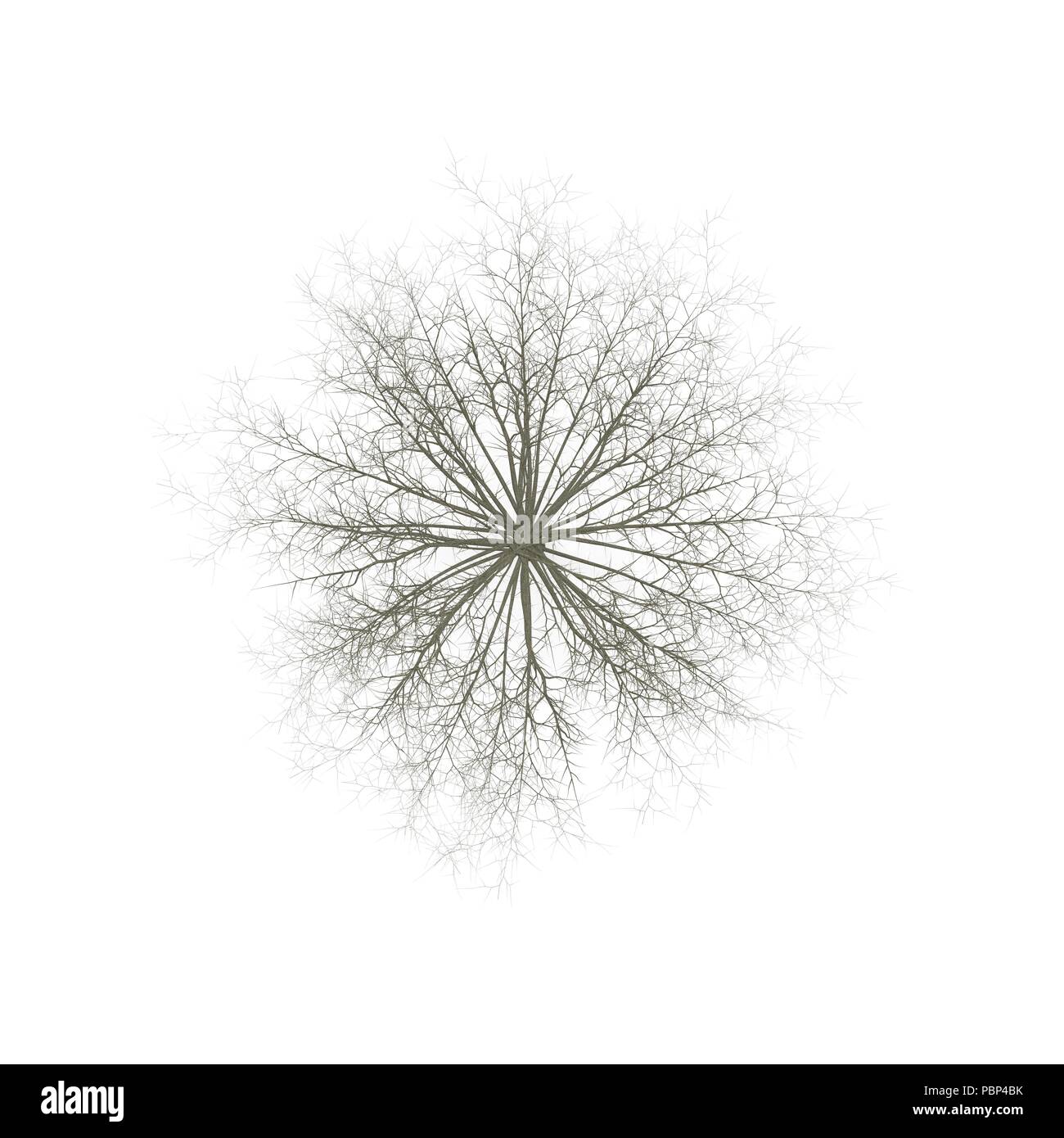 large poplar tree without leaves. Isolated over white. 3D illustration ...