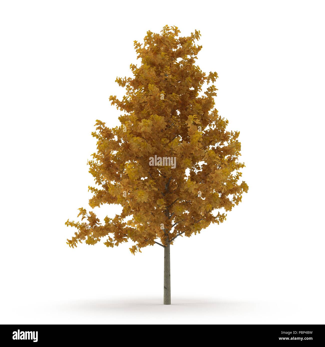 One poplar leaf Cut Out Stock Images & Pictures - Alamy