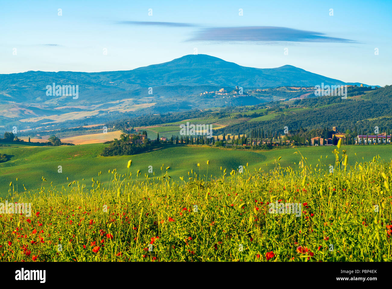 Beautiful natural landscape of green Hilly Tuscan Field in summer with ...