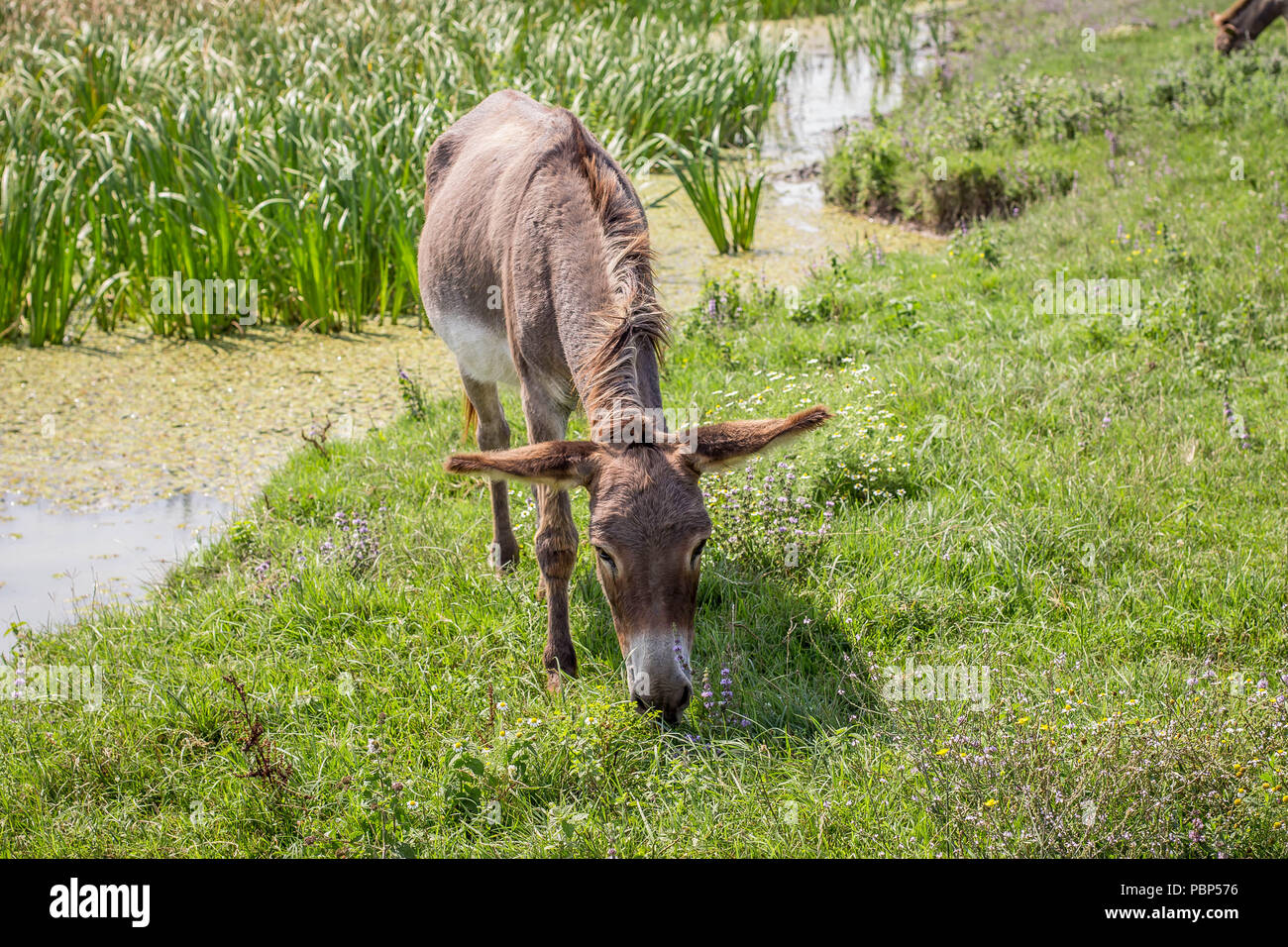 Single Balkan donkey in the Special nature reserve Zasavica Stock Photo ...