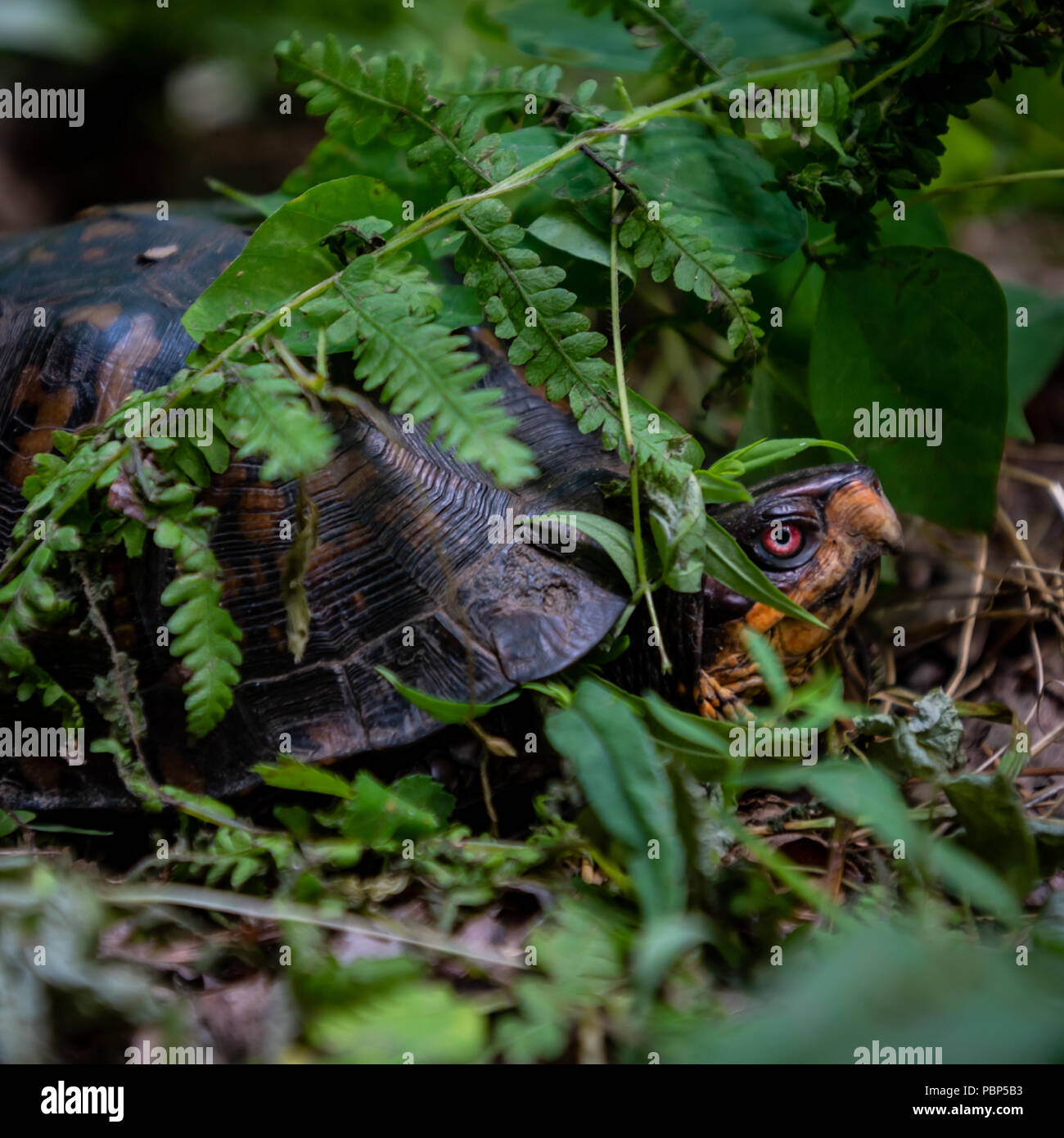 Face and Shell of Turtle in Summer Stock Photo - Alamy