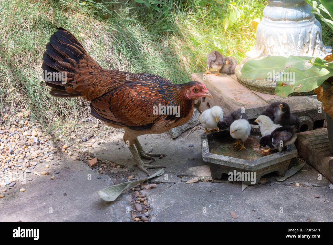 Chicken bantam or rooster crow ,hen with baby chick in garden Stock ...