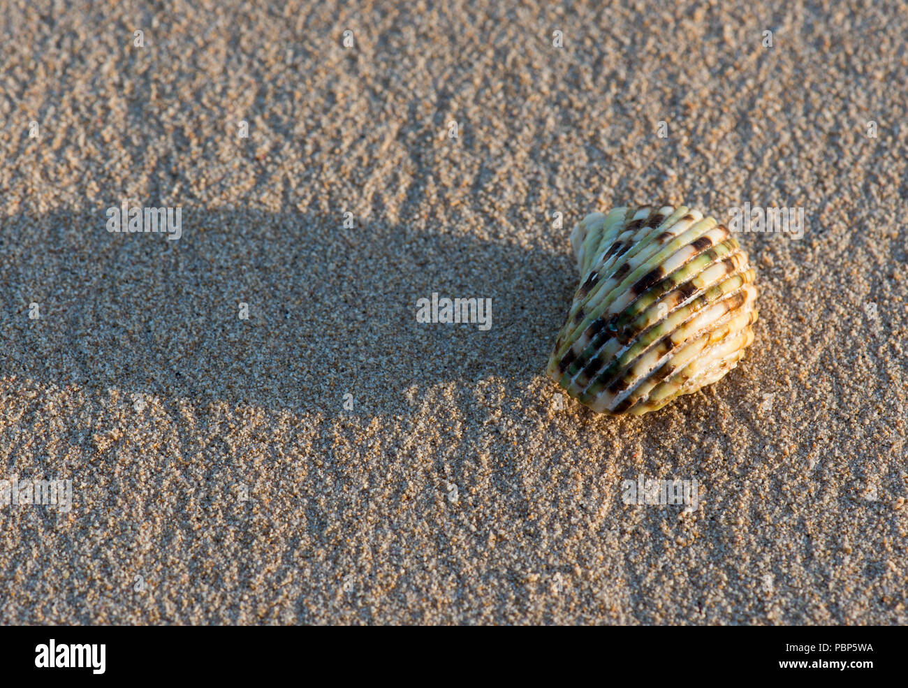 Corrugated shell hi-res stock photography and images - Alamy
