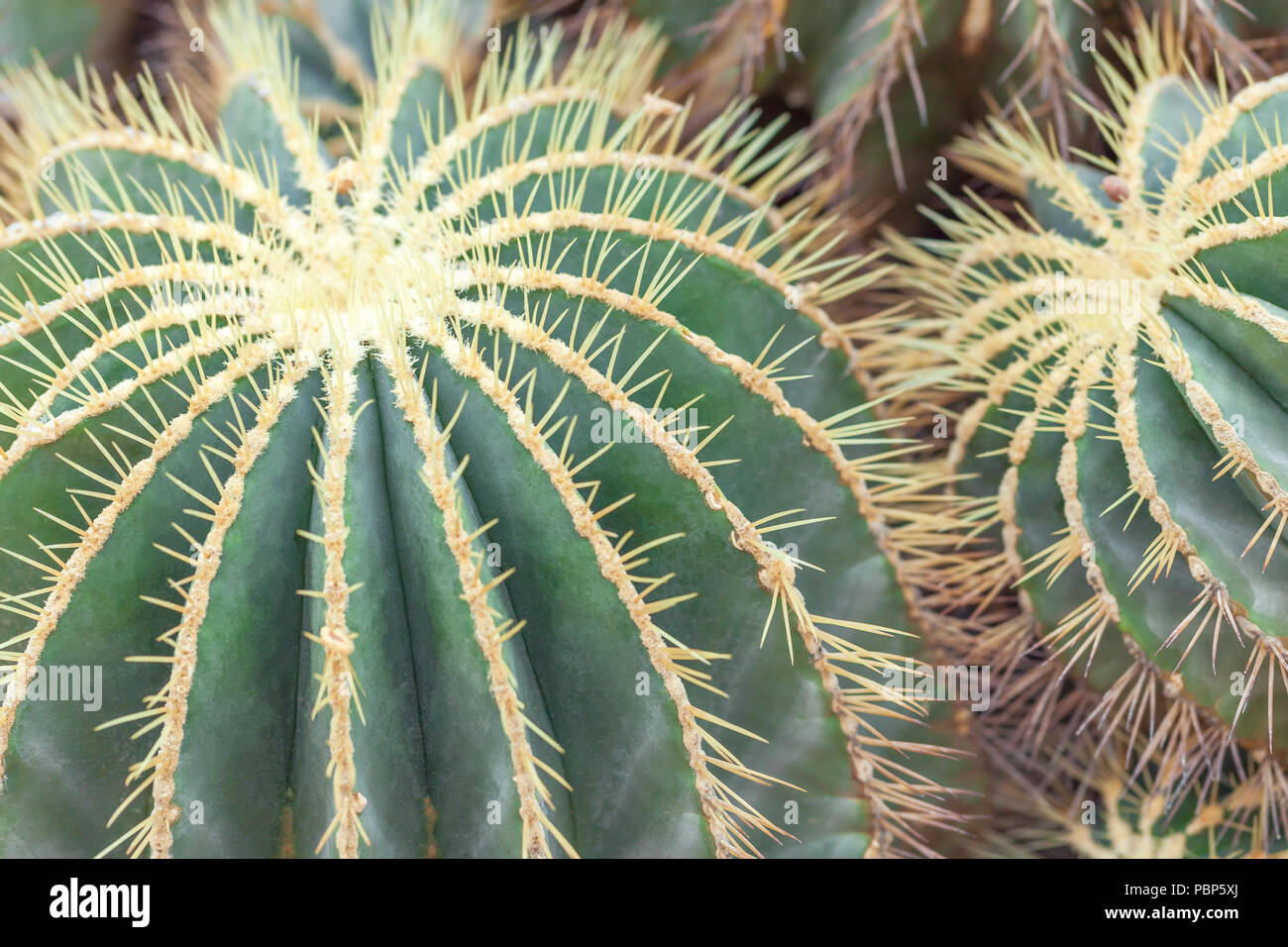 Golden Barrel Cactus, Echinocactus Grusonii Plant, closeup. large round ...