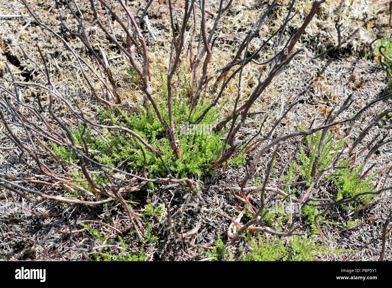 Burnt heather hi-res stock photography and images - Alamy