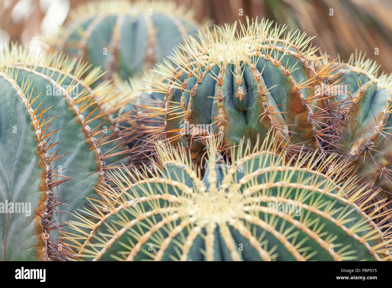 Golden Barrel Cactus, Echinocactus Grusonii Plant, closeup. large round ...