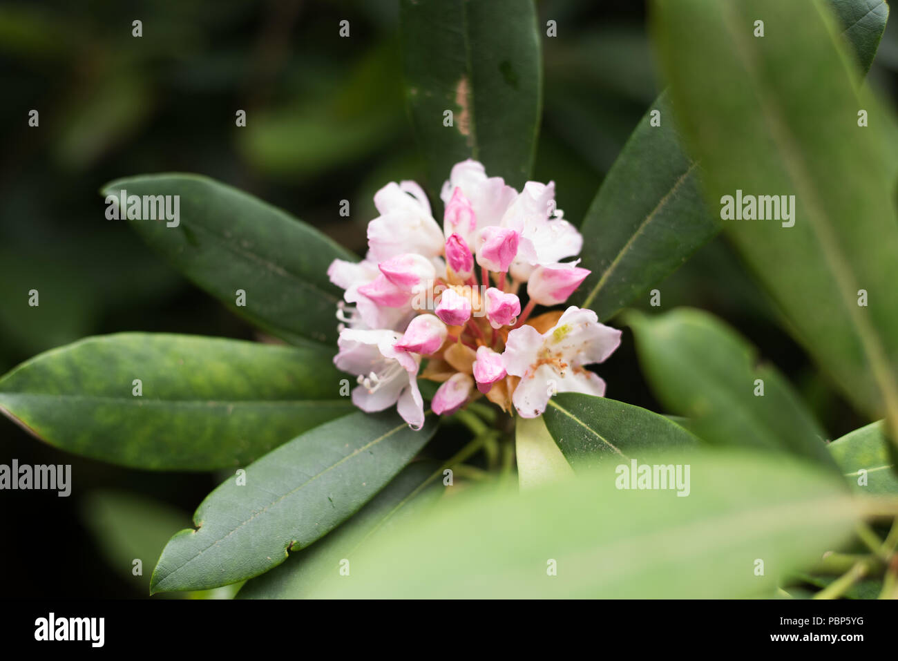Rhododendron in wild hi-res stock photography and images - Alamy
