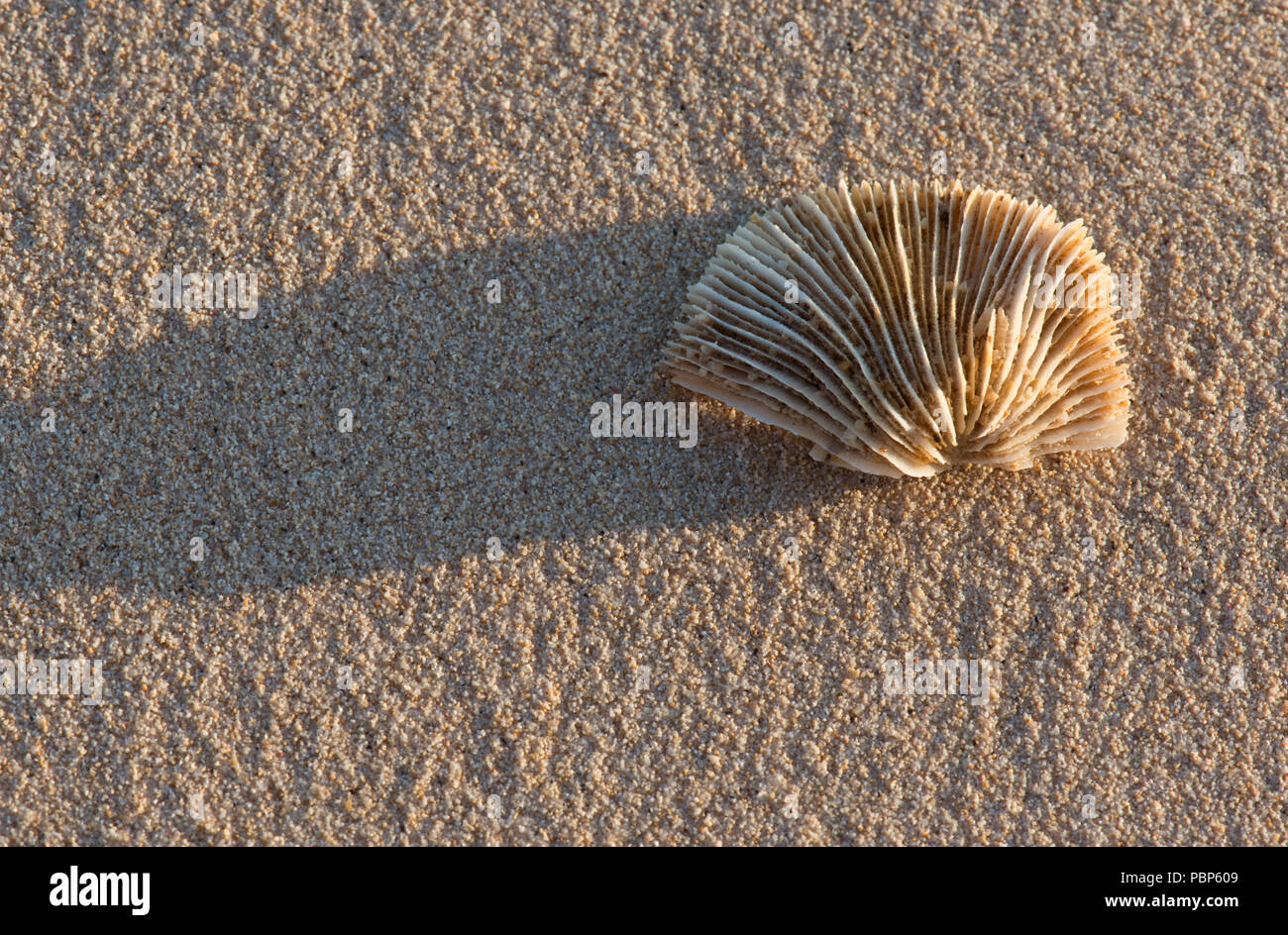 Shell on the beach Stock Photo - Alamy
