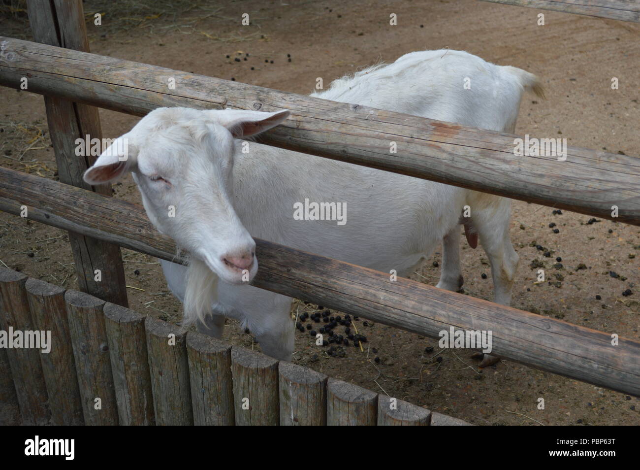 Bocketts farm hi-res stock photography and images - Alamy