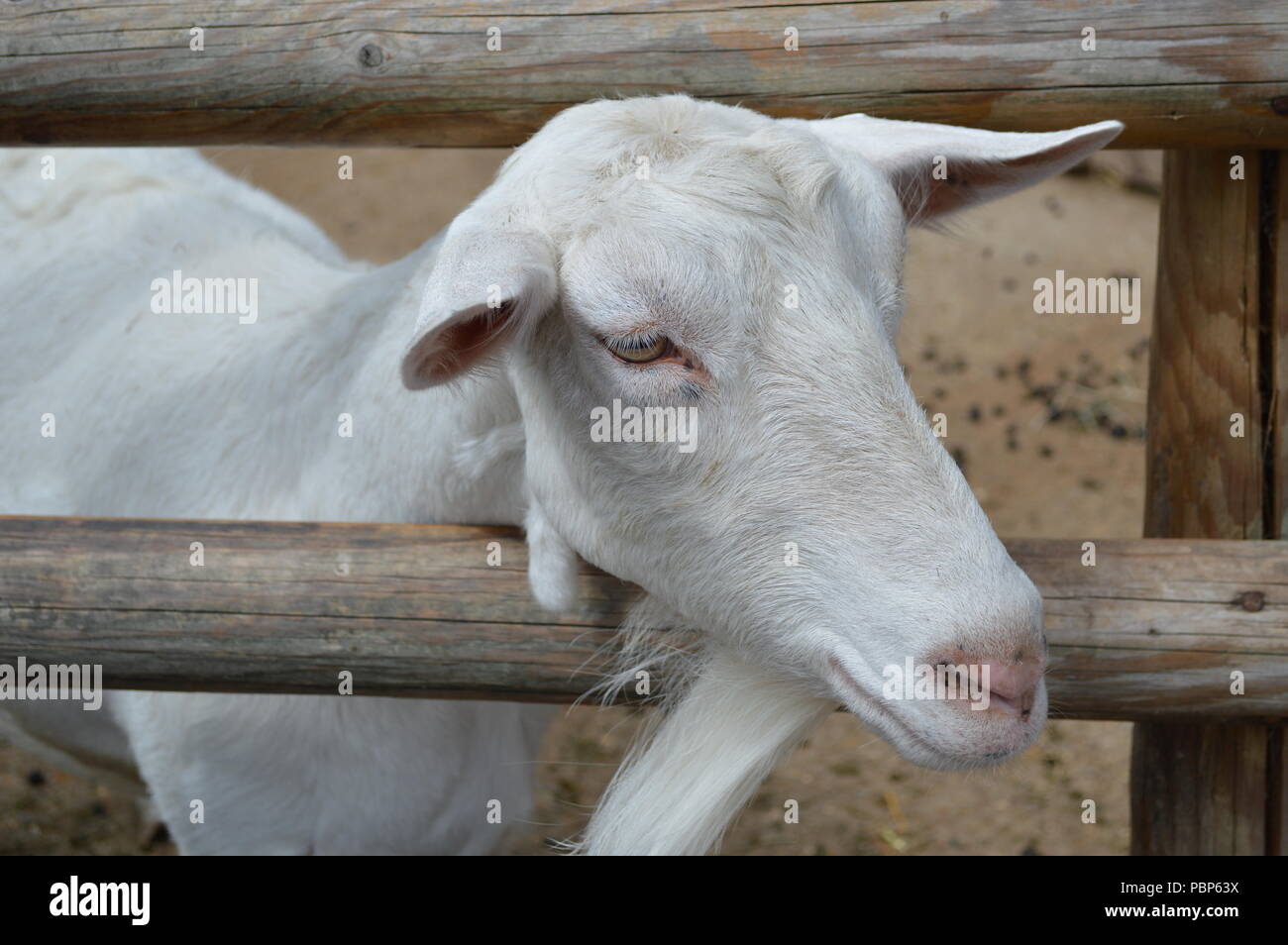 Bocketts farm hi-res stock photography and images - Alamy