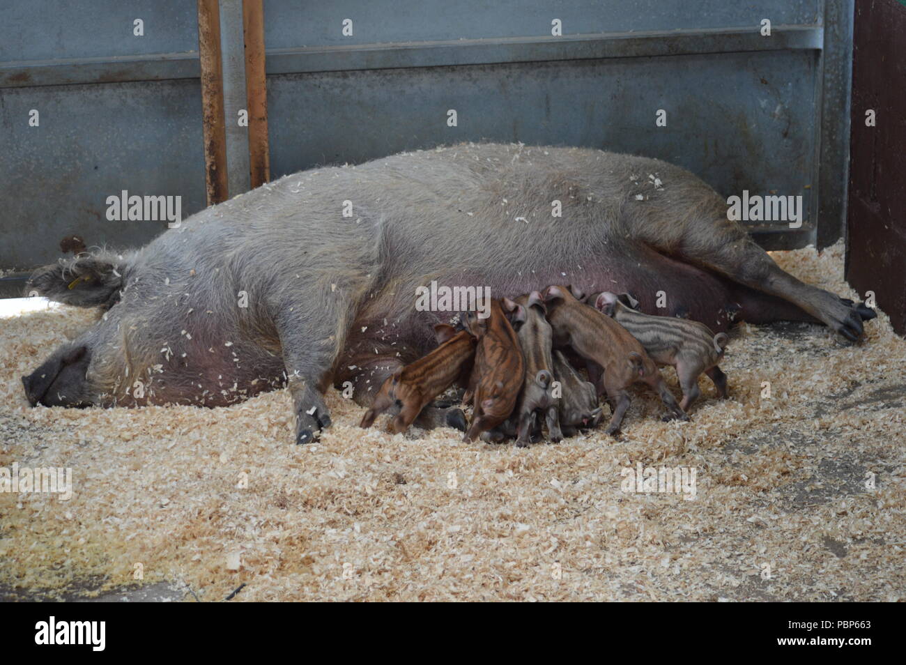 A pig feeding her piglet in a barn at Bockett's Farm in Surrey, UK ...