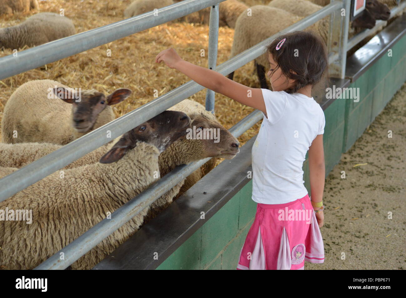 Girl feeding sheep hi-res stock photography and images - Alamy