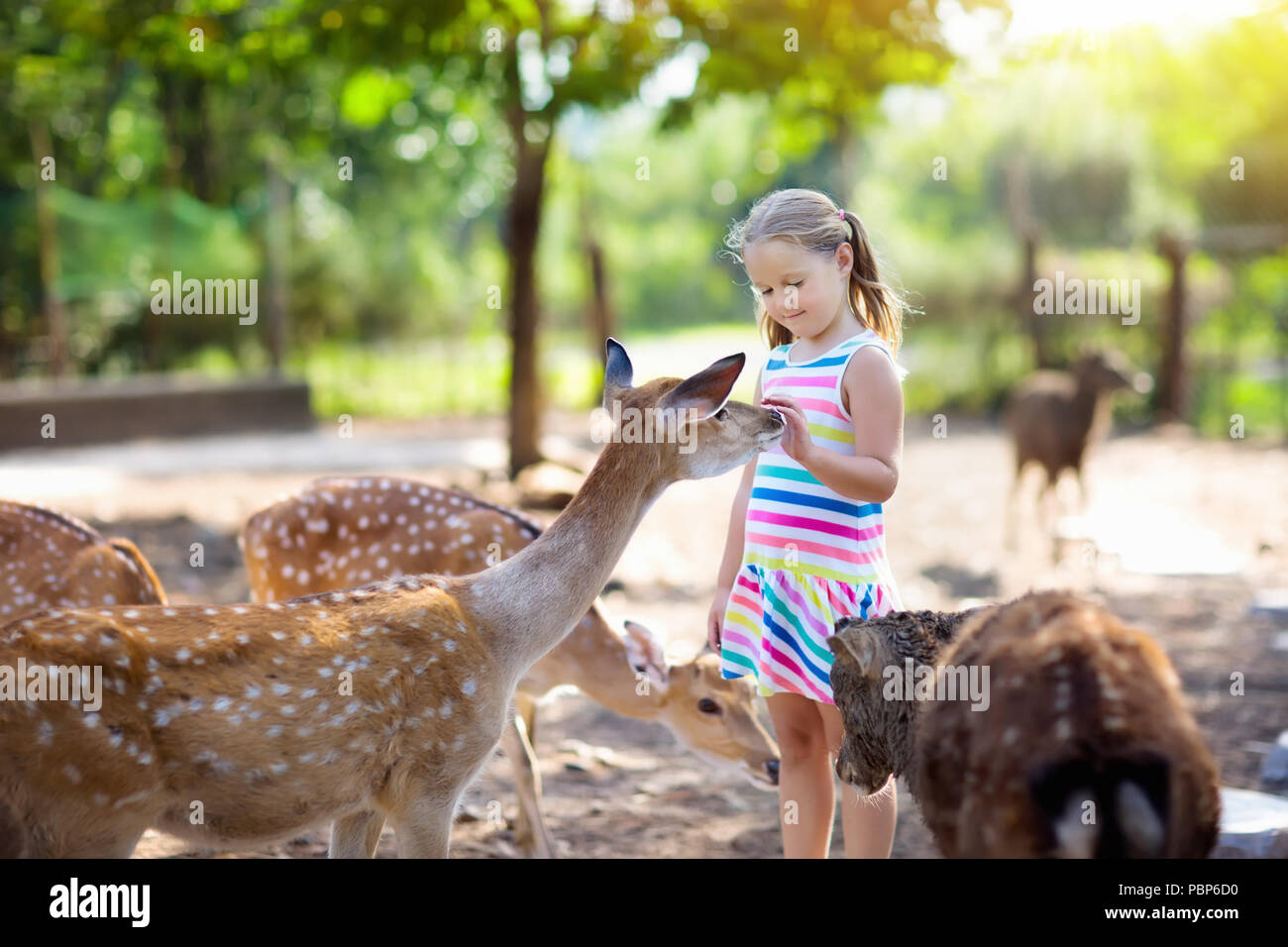 Feeding The Animals At Zoo