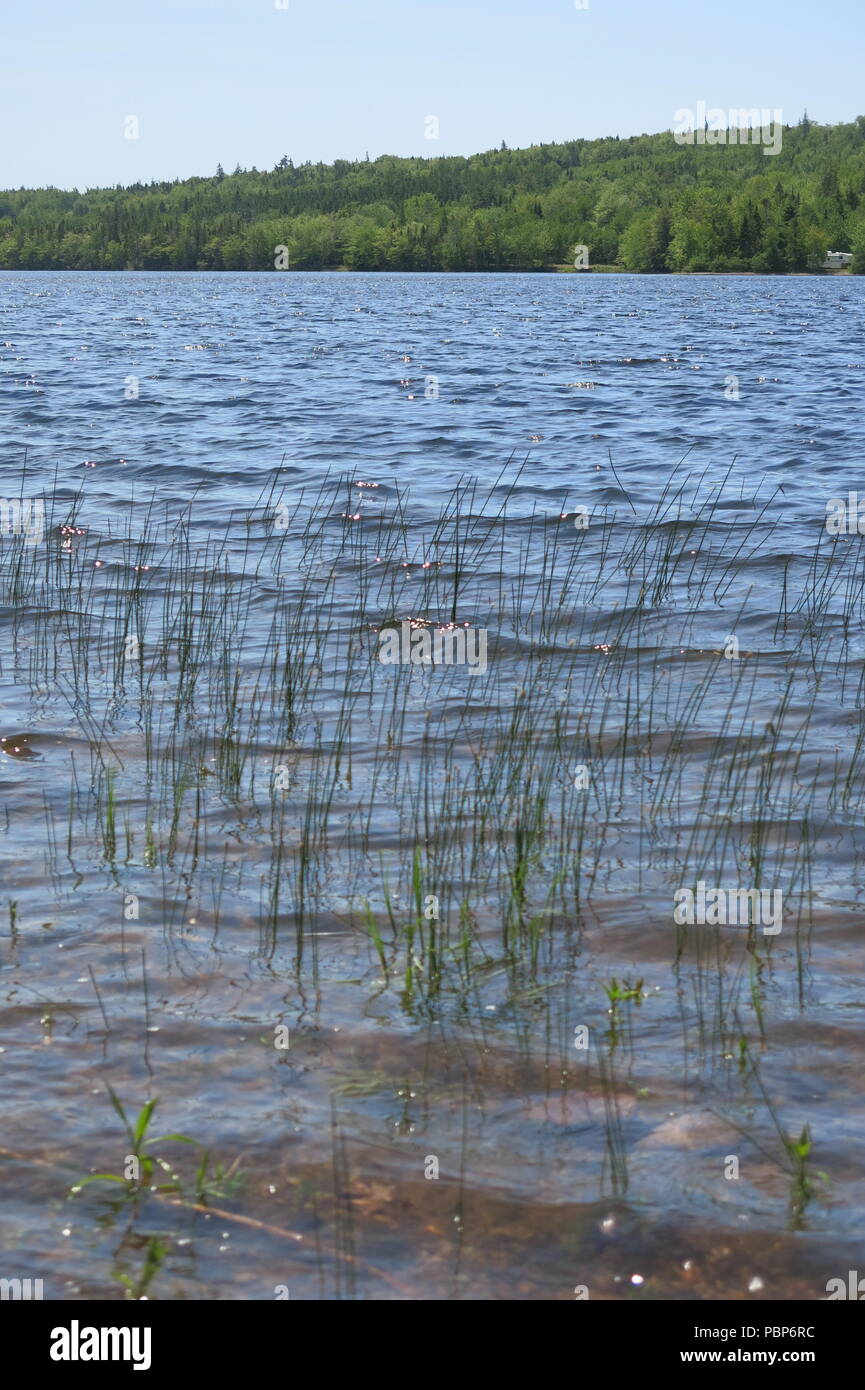 Lochiel Lake Provincial Park provides picnic tables in the woods and a ...