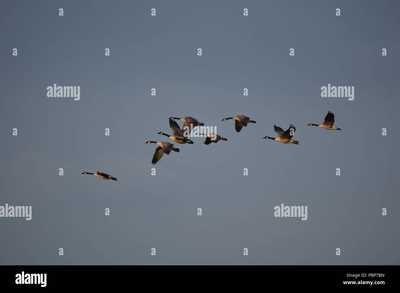 Geese flying the sky Stock Photo - Alamy