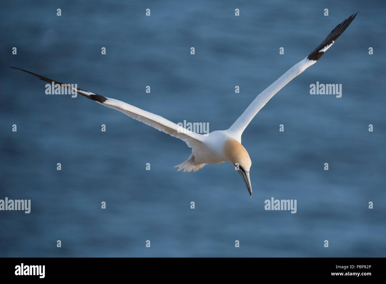 Dancing in the wind hi-res stock photography and images - Alamy