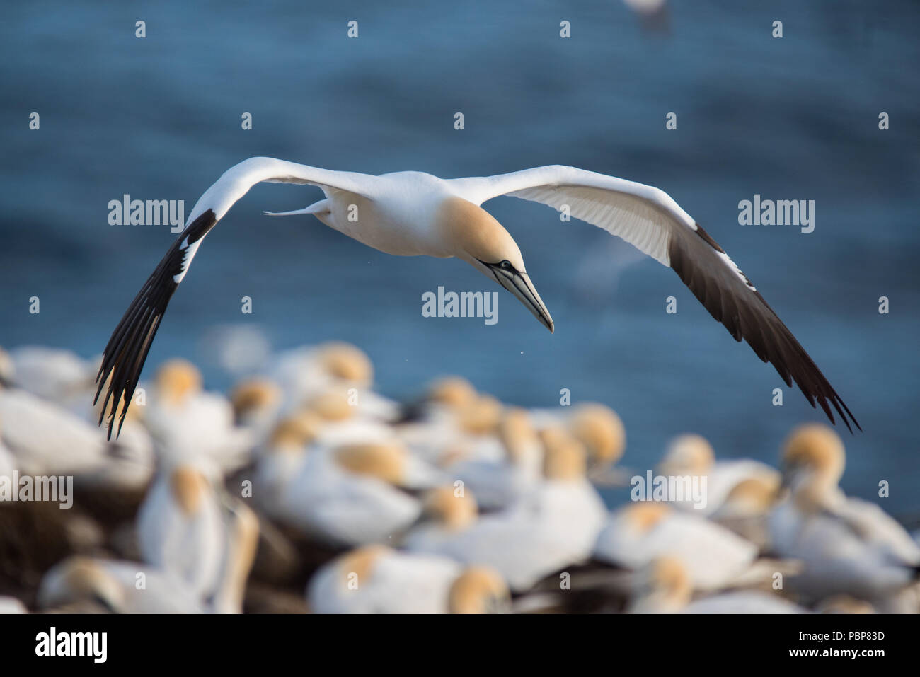 Dancing in the wind hi-res stock photography and images - Alamy