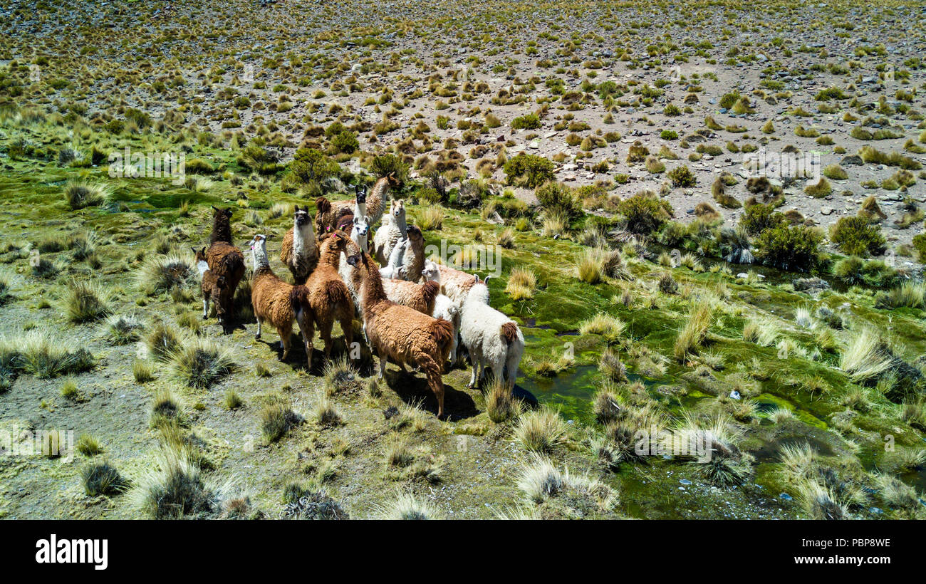 The original camel from the Andes, The Lama is an andean animal that ...