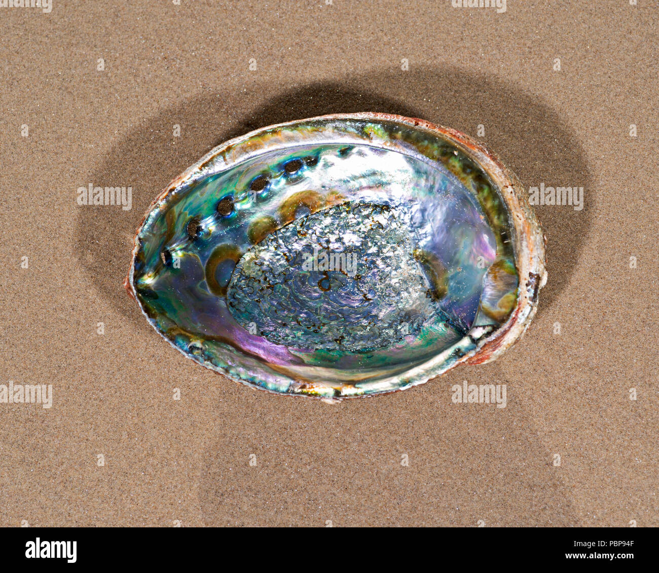 Abalone shell on beach hi-res stock photography and images - Alamy
