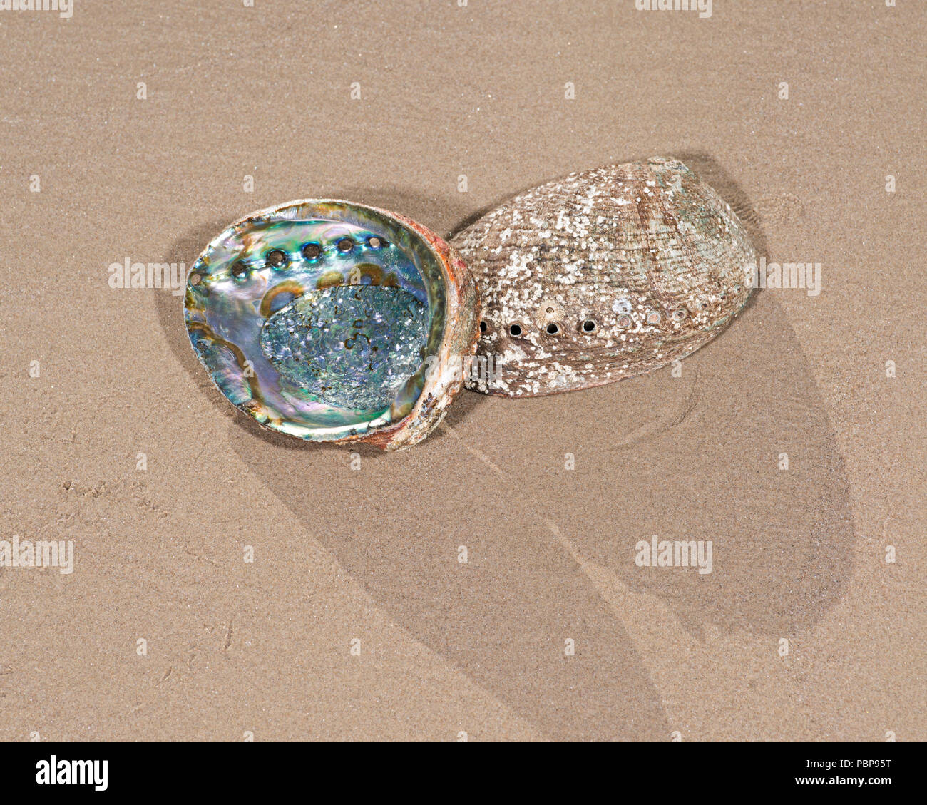 Abalone Shell On Beach High Resolution Stock Photography and Images - Alamy
