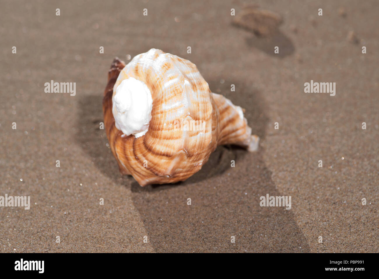 The mollusc (or mollusk) shell is typically a calcareous exoskeleton ...