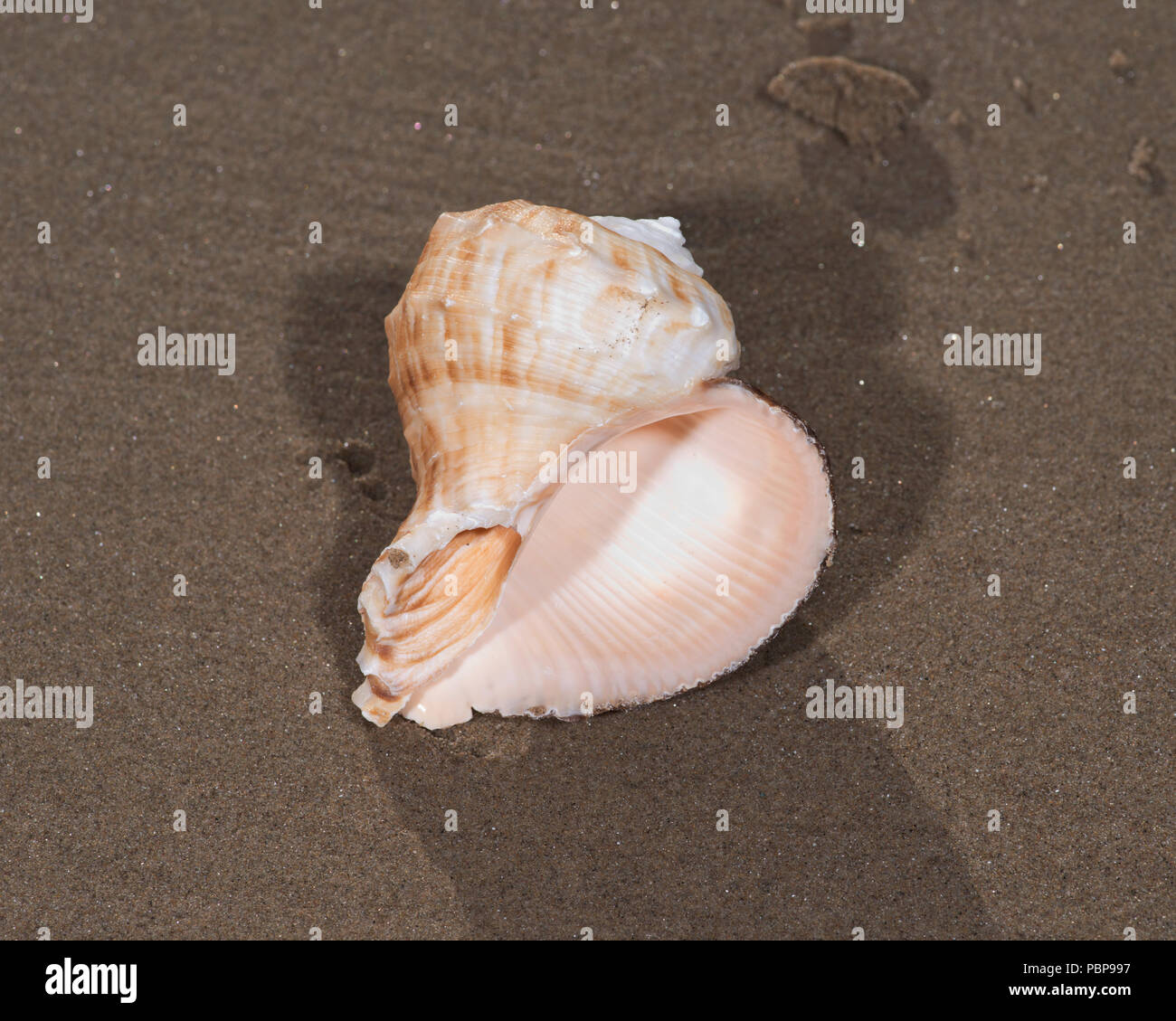 The mollusc (or mollusk) shell is typically a calcareous exoskeleton ...