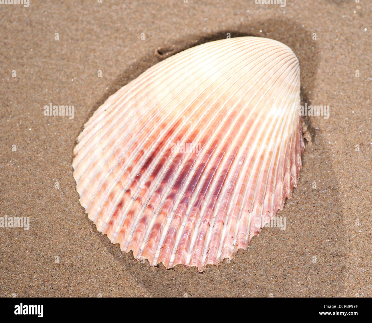 Scallop Shell on wet sand on the beach at sunrise. Pectinidae Stock ...