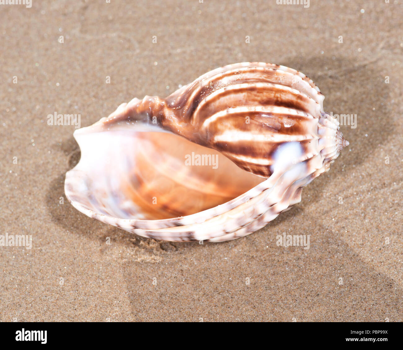 Mollusc shell typically exoskeleton encloses hi-res stock photography ...