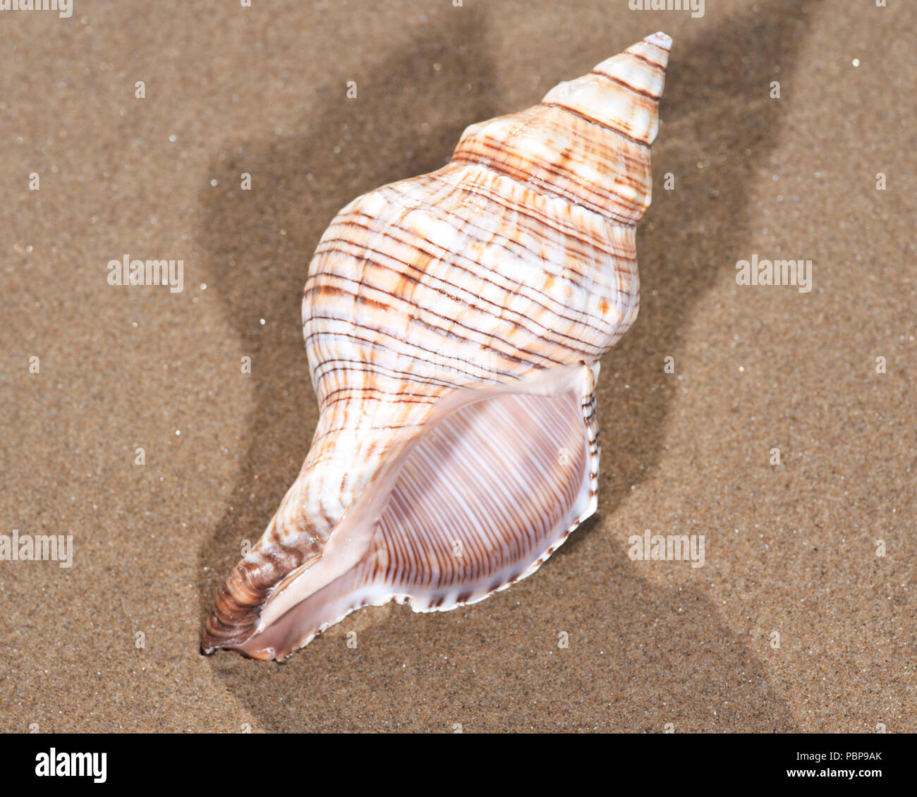 The mollusc (or mollusk) shell is typically a calcareous exoskeleton ...