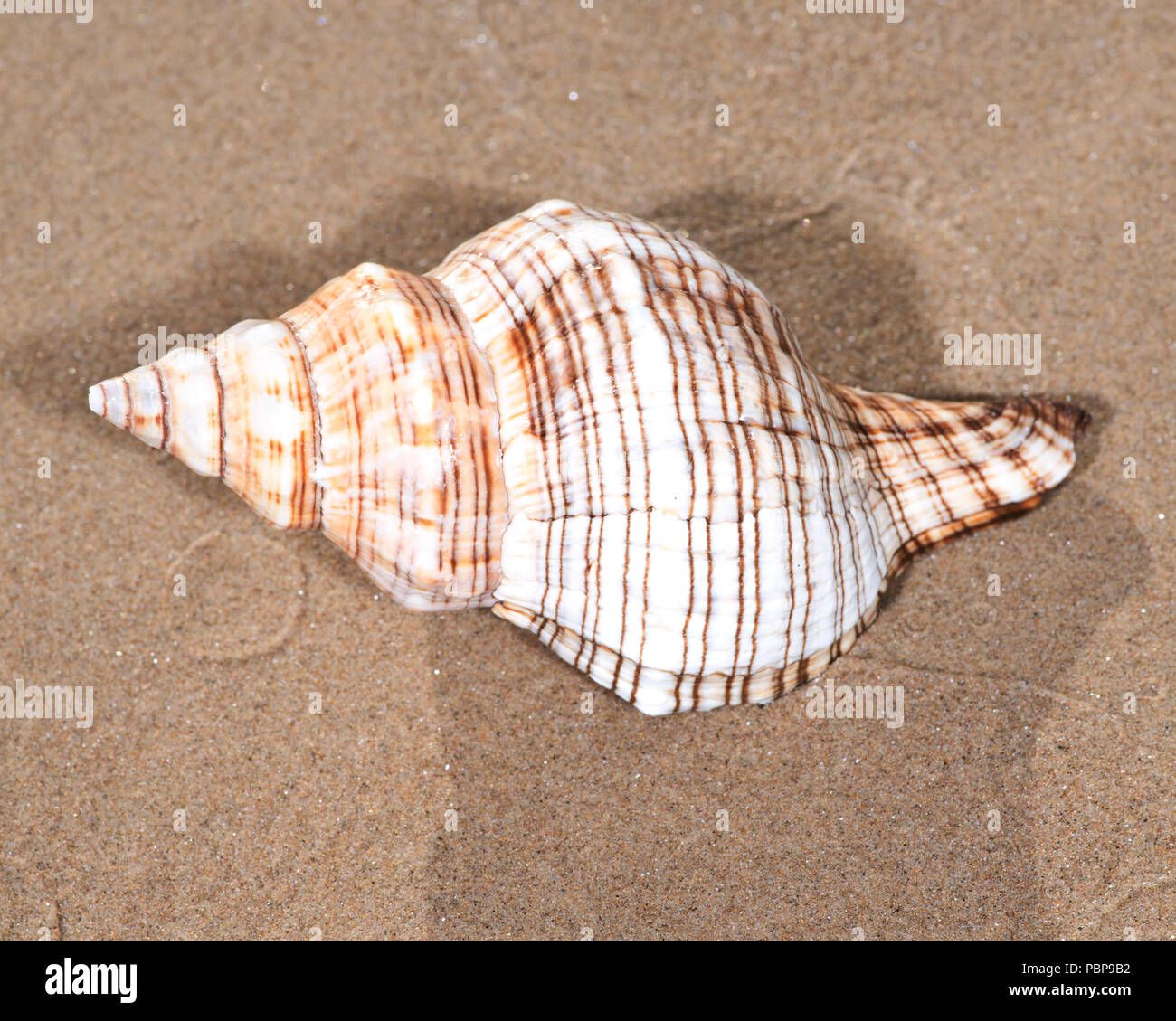 The mollusc (or mollusk) shell is typically a calcareous exoskeleton ...