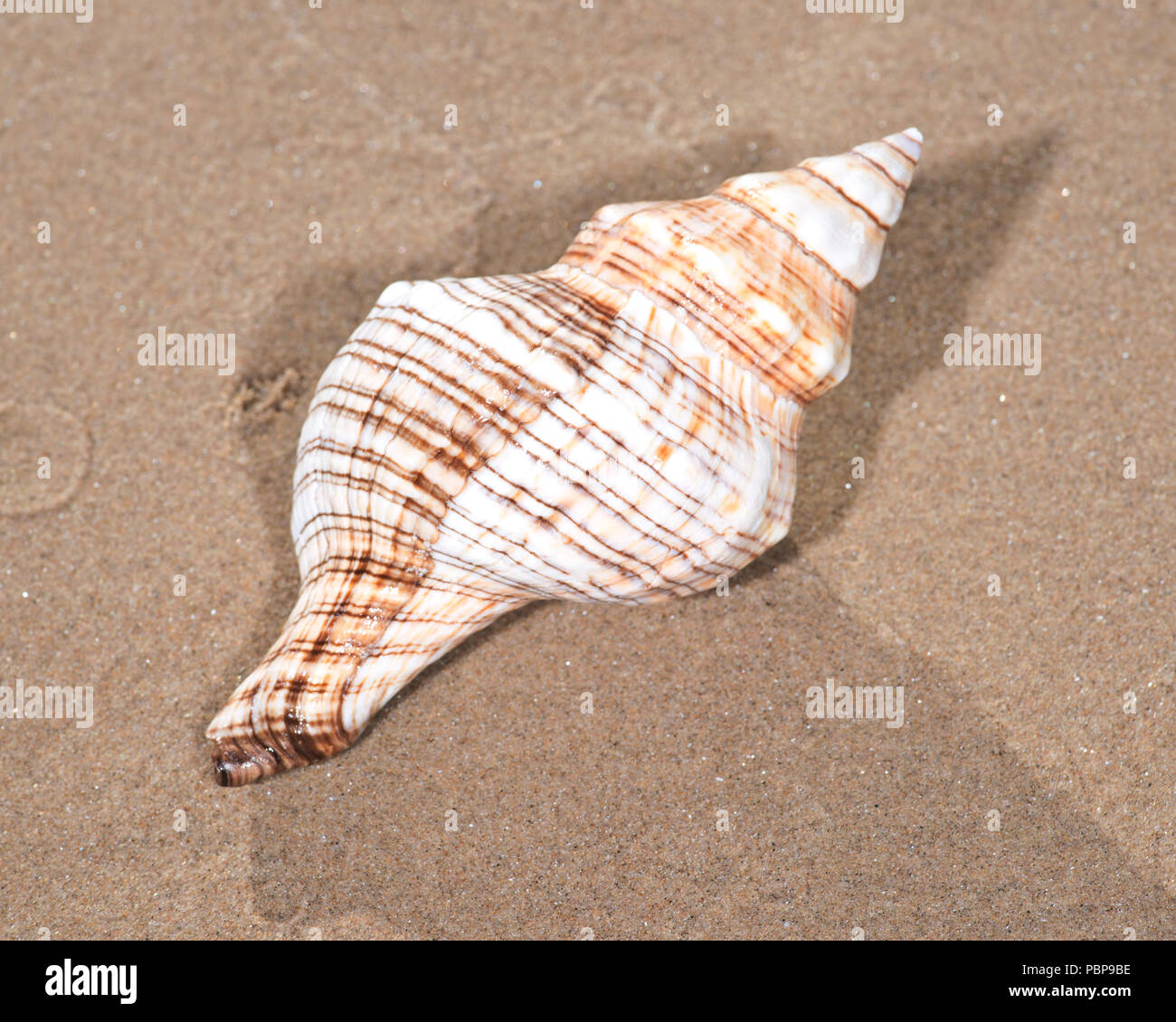 The mollusc (or mollusk) shell is typically a calcareous exoskeleton ...